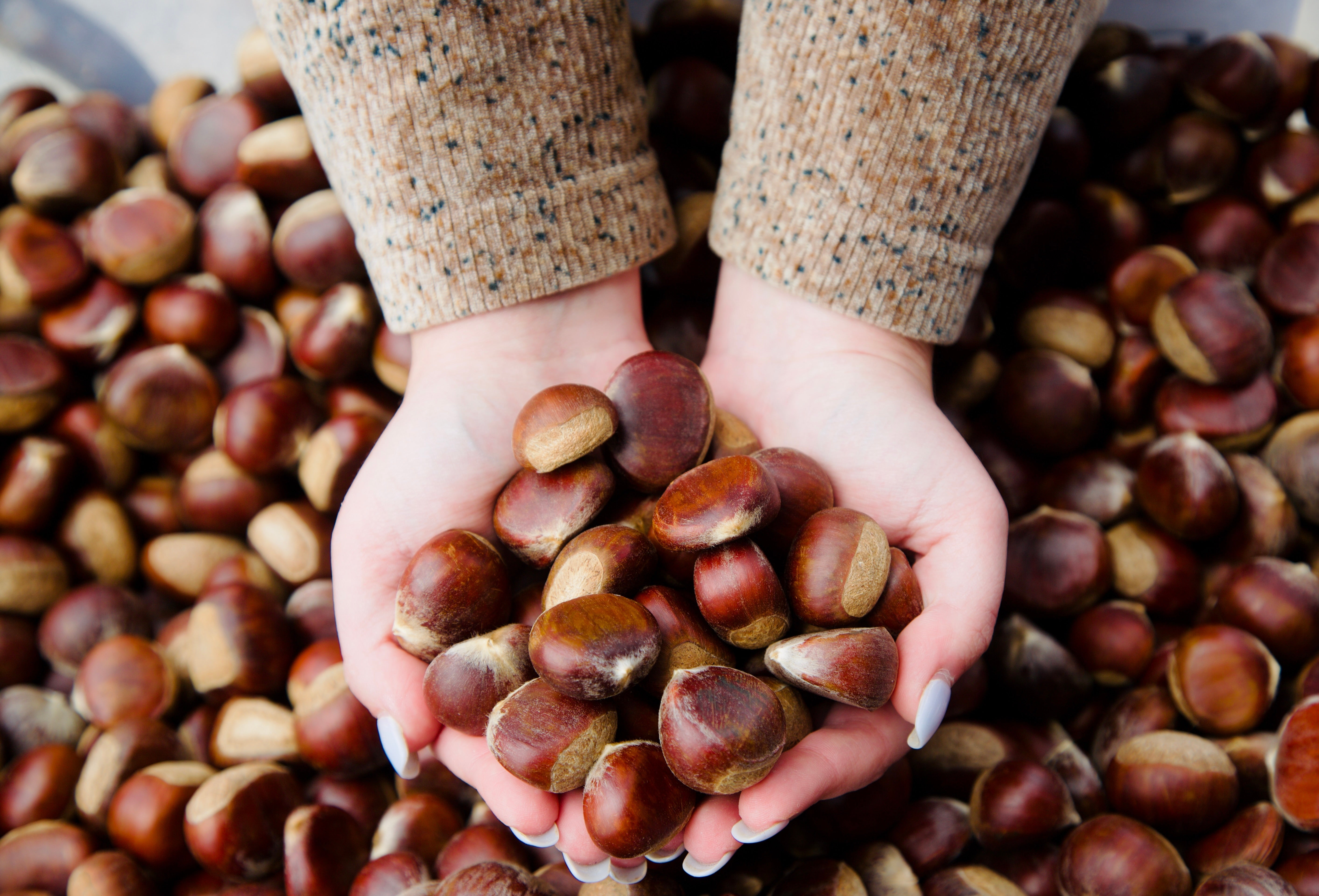 The Return of the American Chestnut – Caney Fork Farms