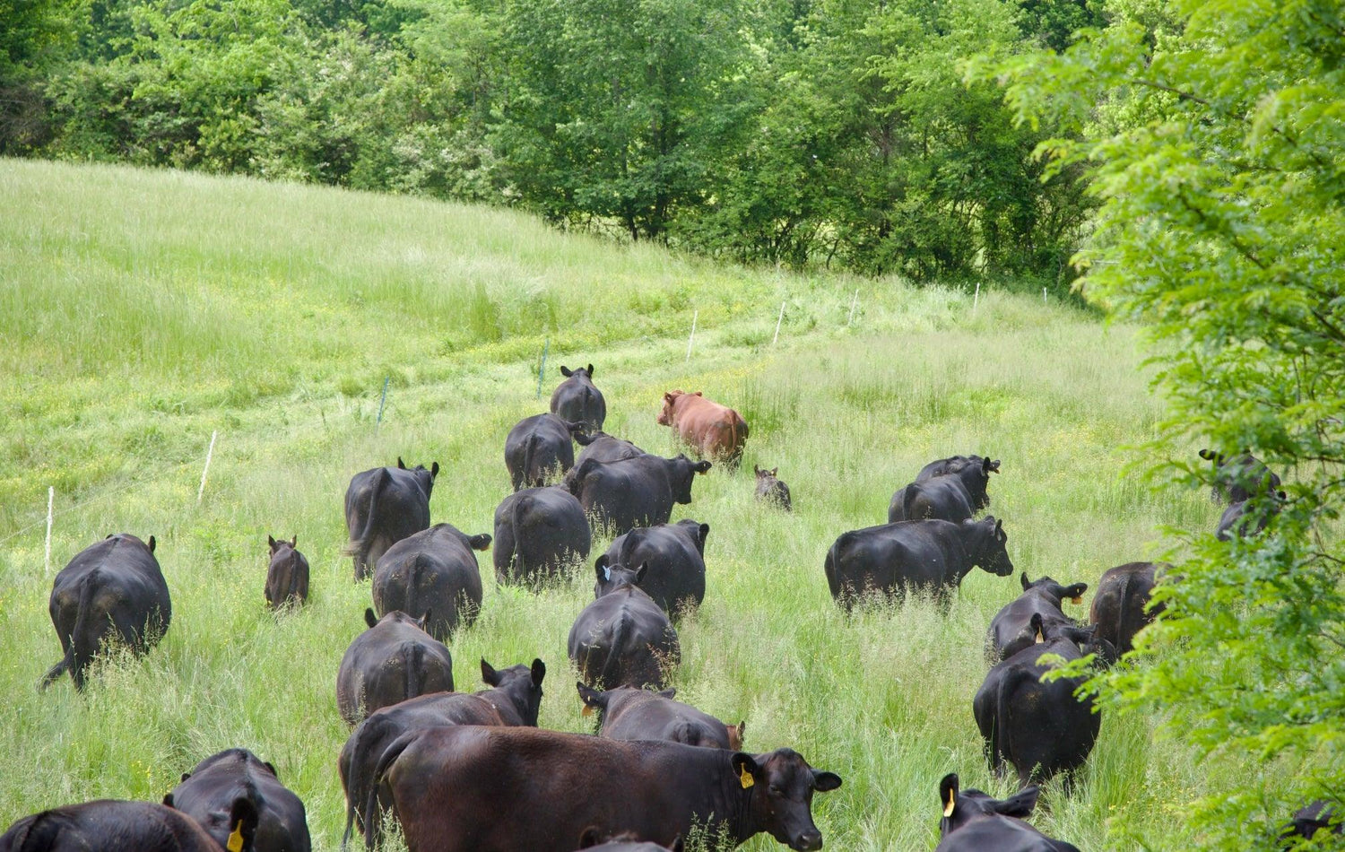 Animals – Caney Fork Farms