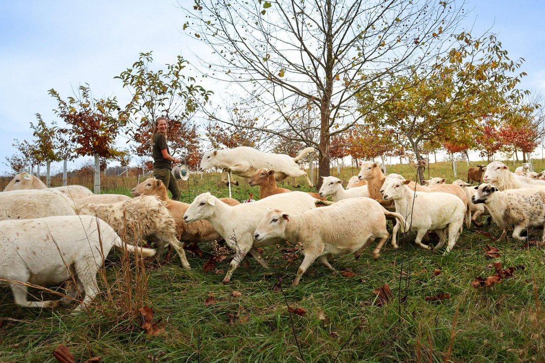 Grass Fed Beef in Tennessee | Caney Fork Farms